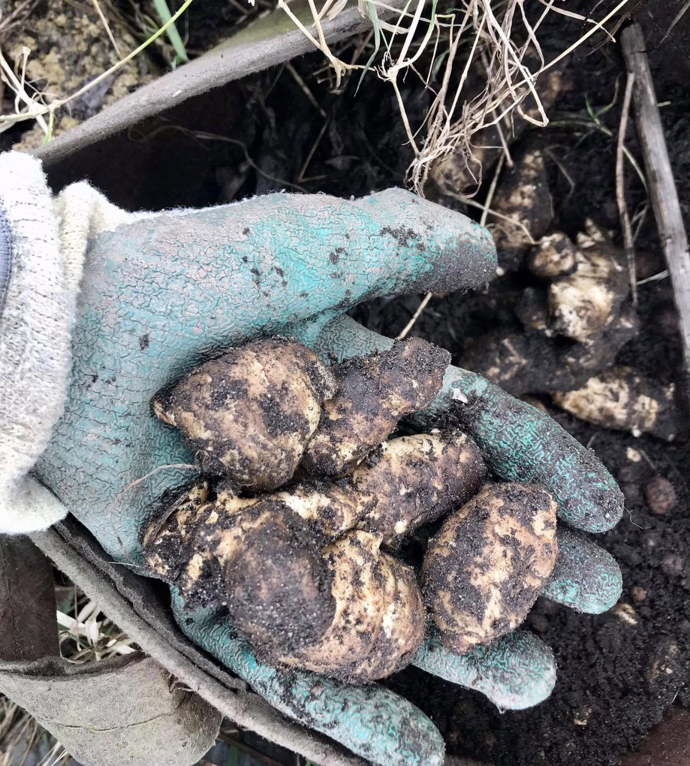 November in het voedselbos: wat kun je nu oogsten? 🍂 | My Food Forest